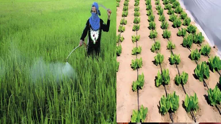 زراعة بدون تربة باحث عربي يزف البشرى للمزارعين ويتوصل إلى ابتكار عجز