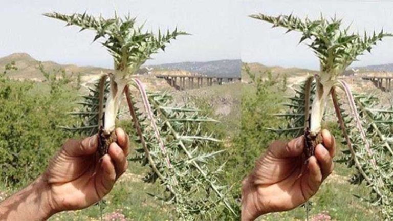 يكسبون منها آلاف الليرات يومياً عشبة برية تنمو في سوريا باتت تشكل